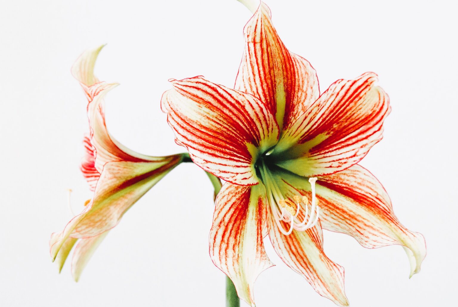 Lirios rojos, diferentes tipos y todo lo que deseas saber sobre ellos.