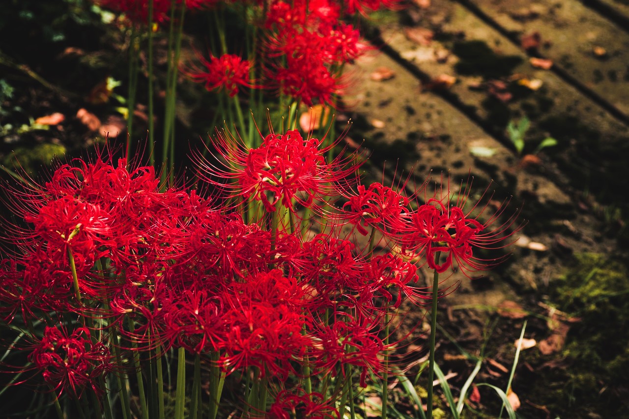 Lirios rojos, diferentes tipos y todo lo que deseas saber sobre ellos.