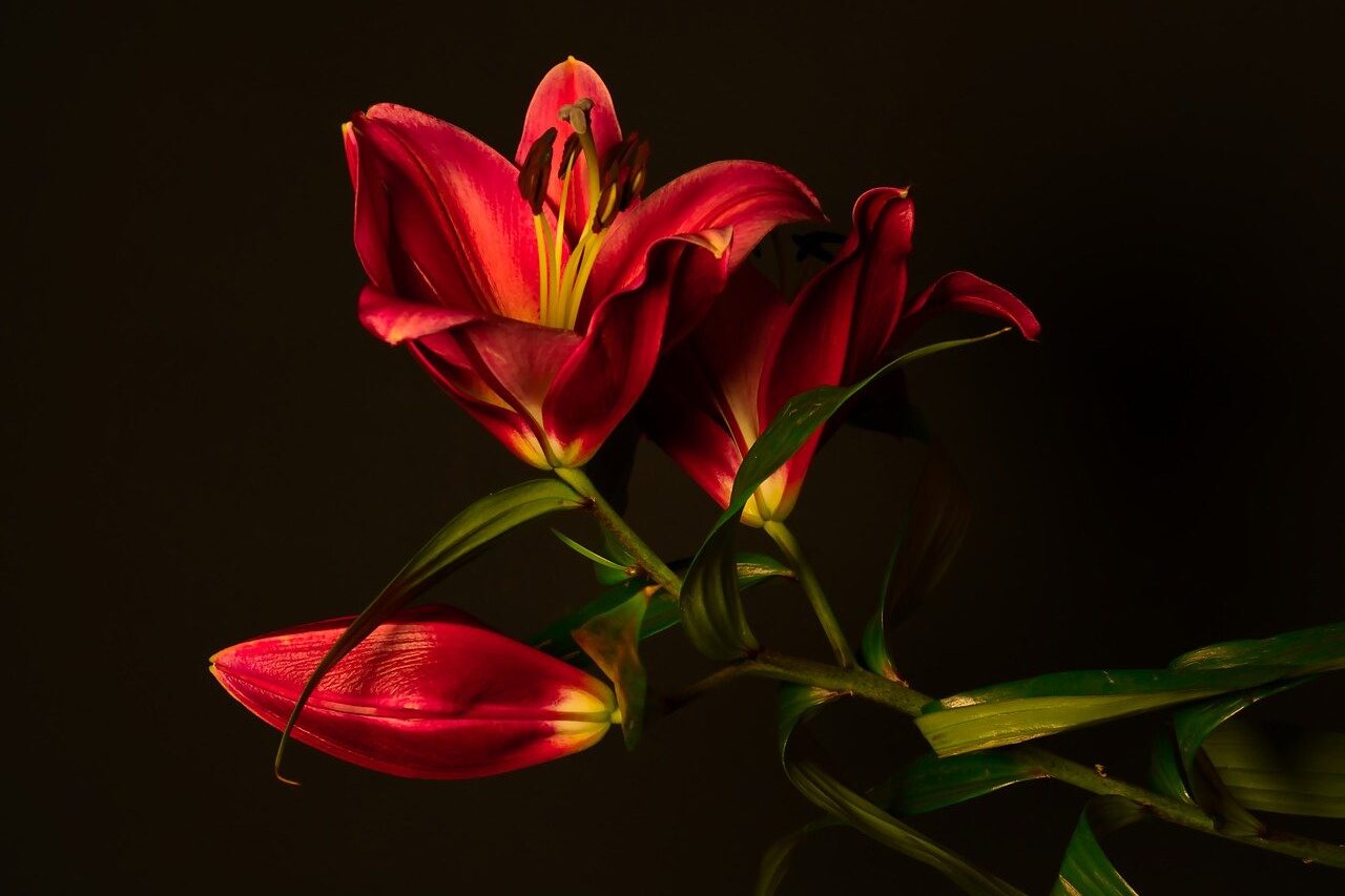 Lirios rojos, diferentes tipos y todo lo que deseas saber sobre ellos.