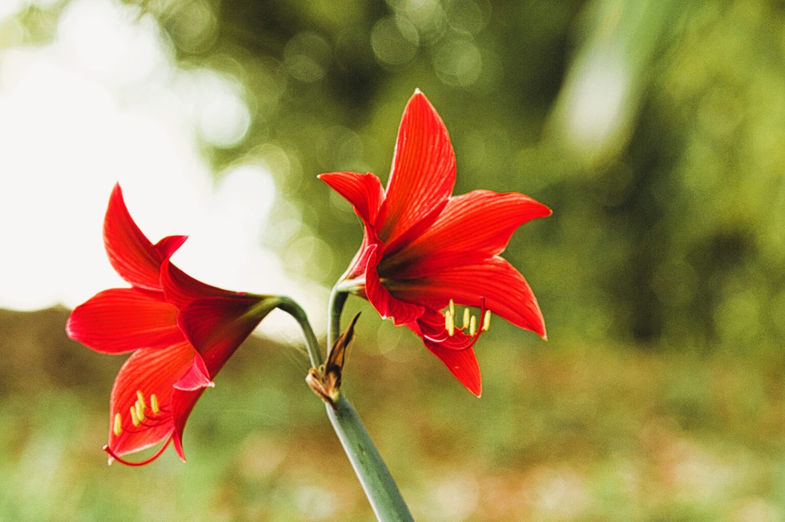 Lirios rojos, diferentes tipos y todo lo que deseas saber sobre ellos.