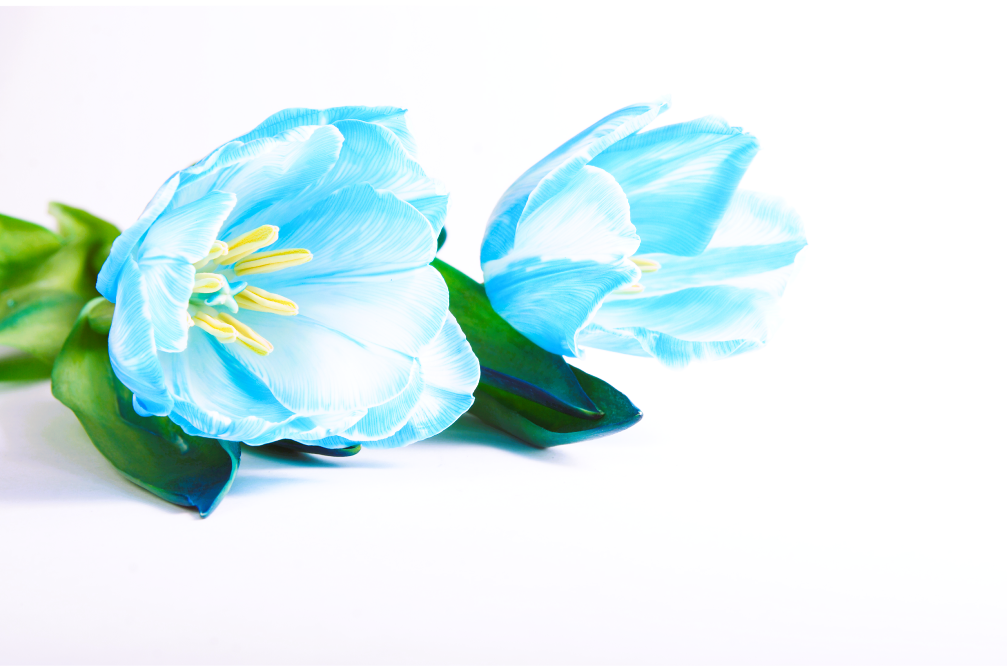 Tulipanes azules, su significado y lo que quieres saber.