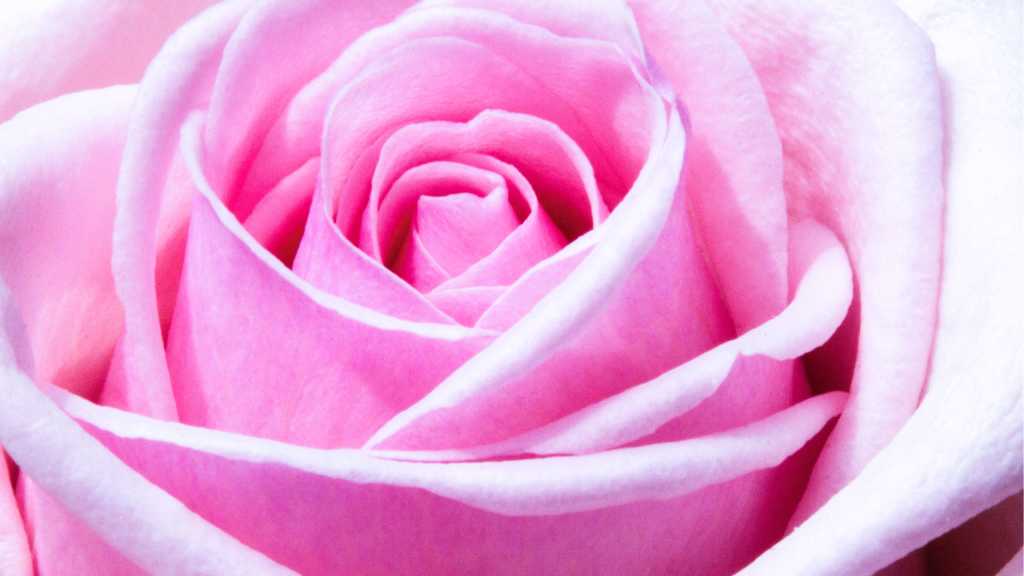 Tipos de flores rosadas y lo que debes conocer de ellas.🌷