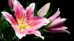 Los tipos de flores rosadas y todo lo que debes conocer de ellas🌷