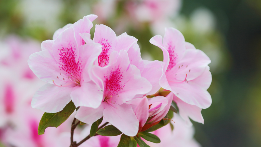 Tipos de flores rosadas y lo que debes conocer de ellas.🌷