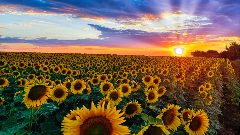Tipos de flores amarillas, nombres comunes y científicos.
