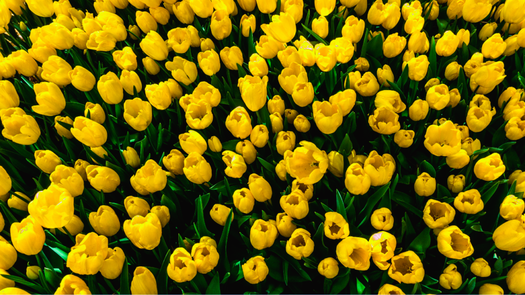 Tipos de flores amarillas, nombres comunes y científicos.