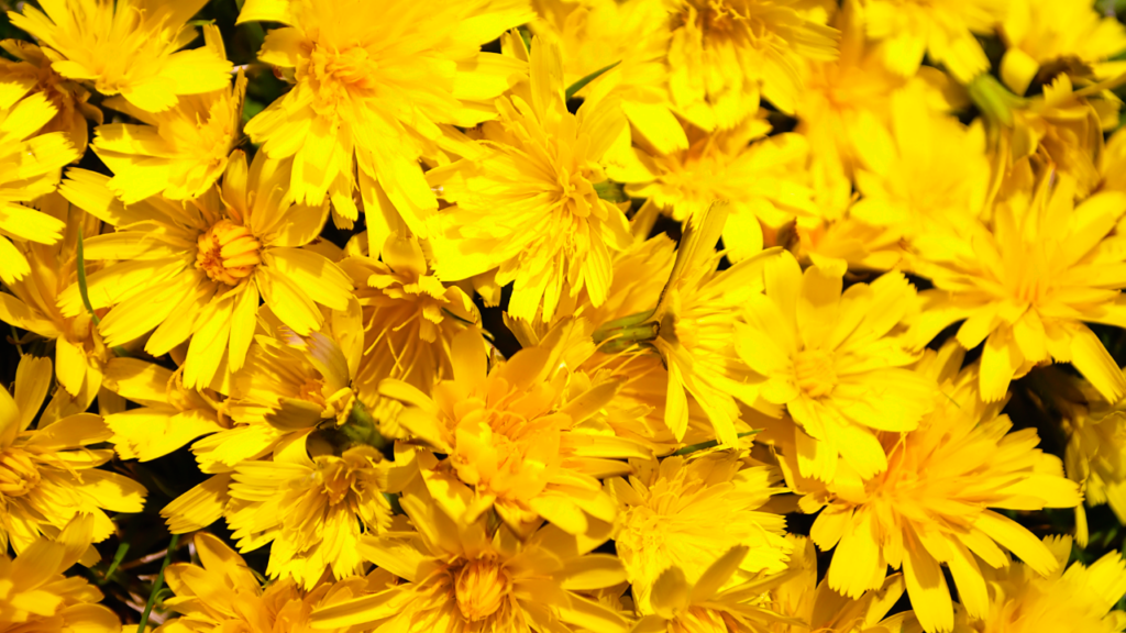 Tipos de flores amarillas, nombres comunes y científicos.