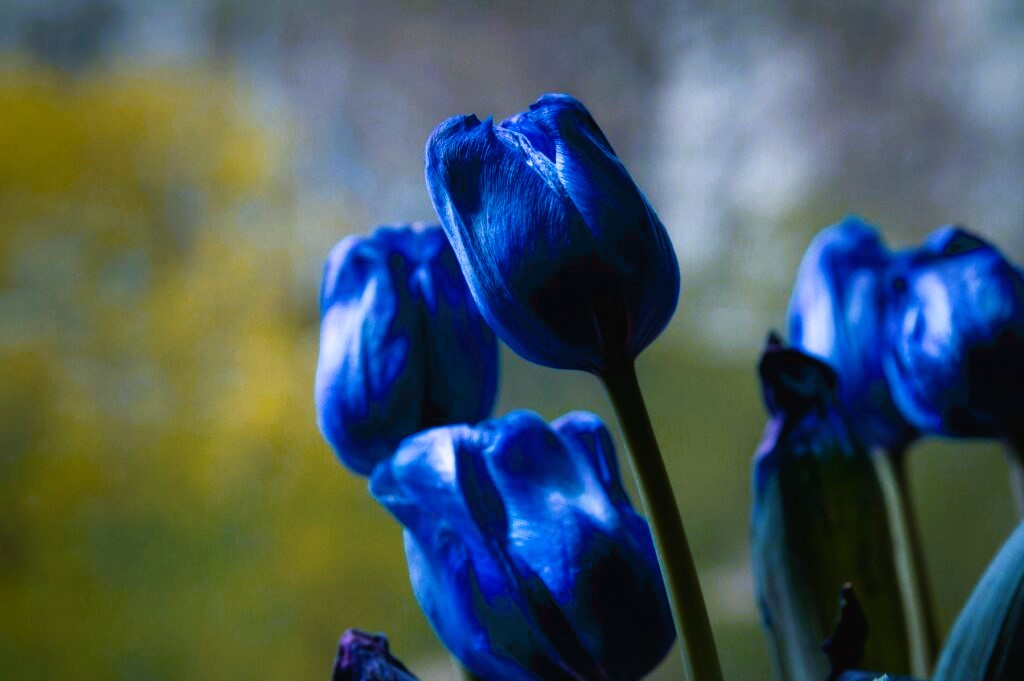 Tulipanes azules, su significado y lo que quieres saber.