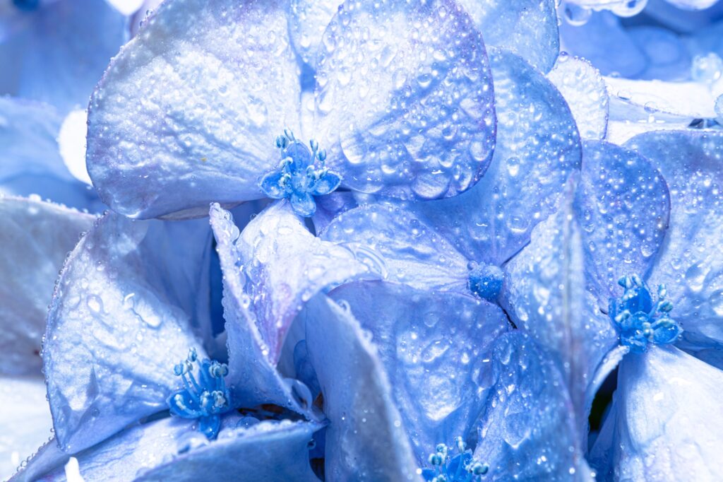 Tulipanes azules, su significado y lo que quieres saber.