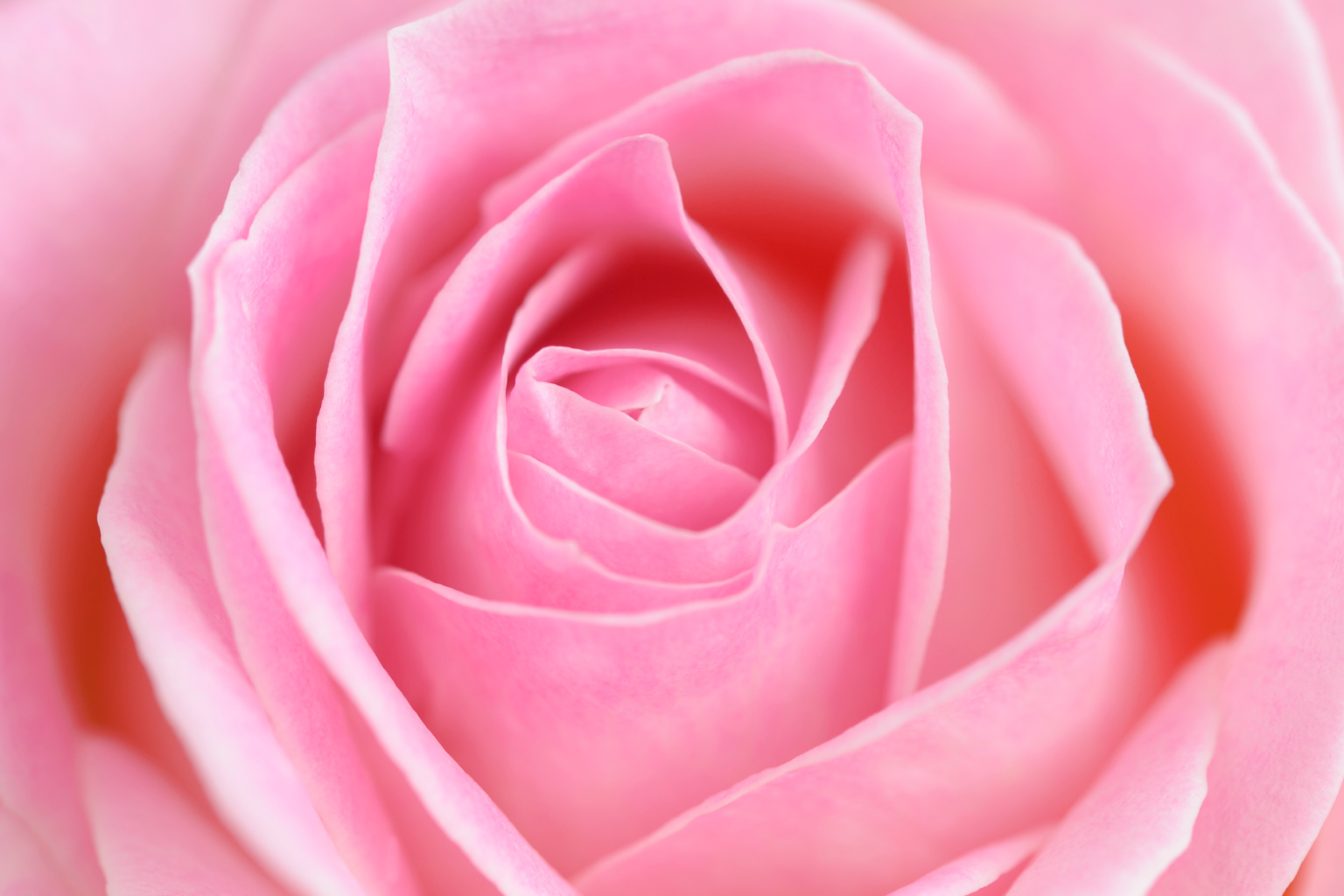 Rosas y sus significados según su color - Blog de flores